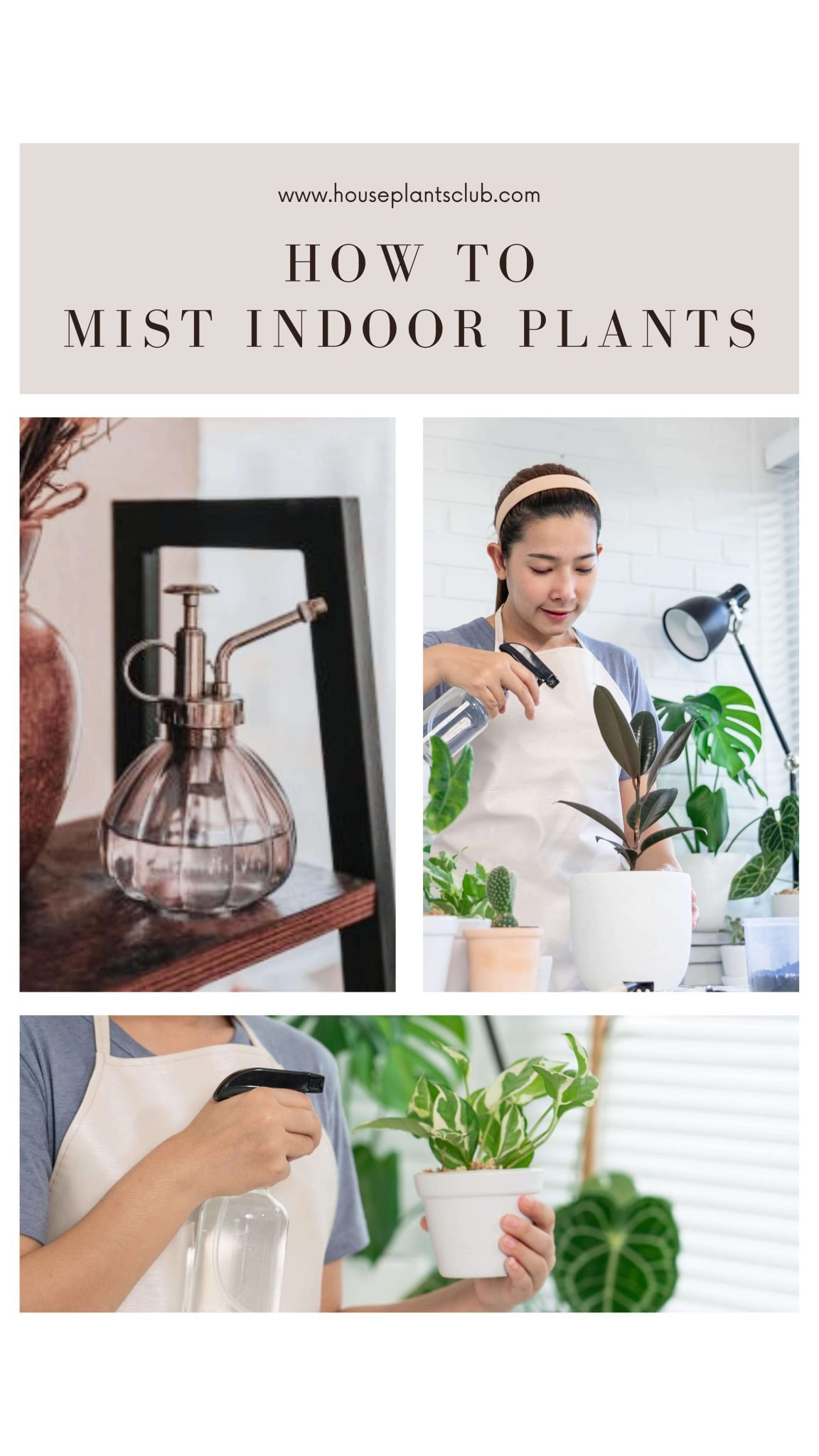 houseplant 101: how to mist indoor plants - houseplants club