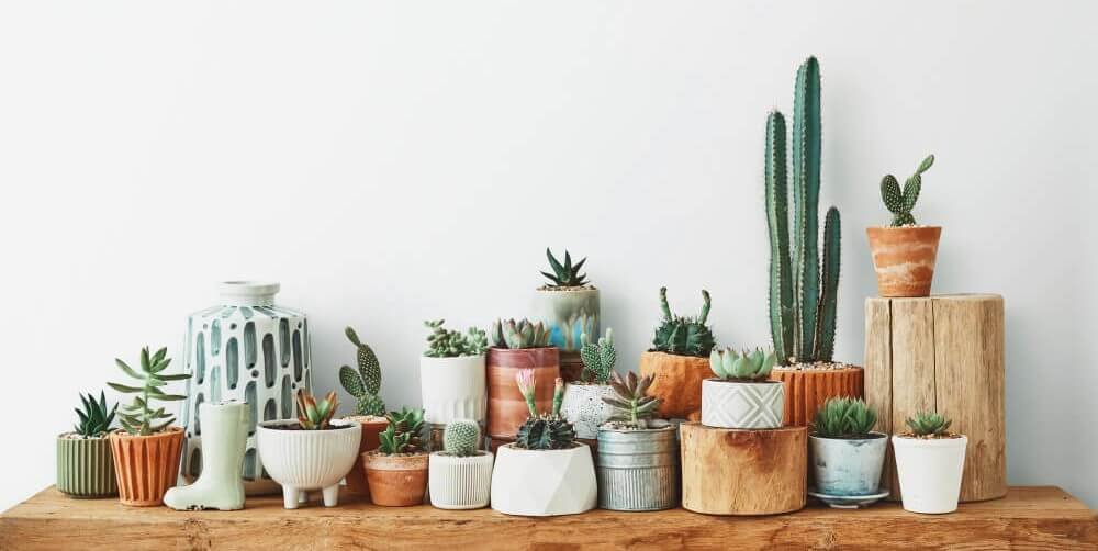 House Plants Club 🪴 The Place for Plants Lover