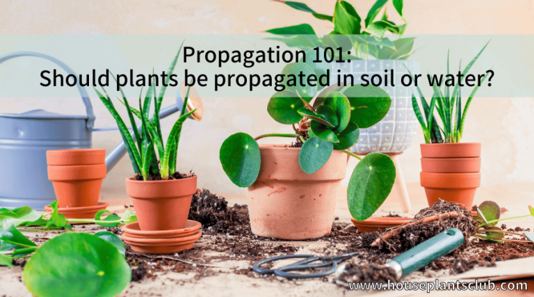 Propagation 101: Should plants be propagated in soil or water? - houseplants club
