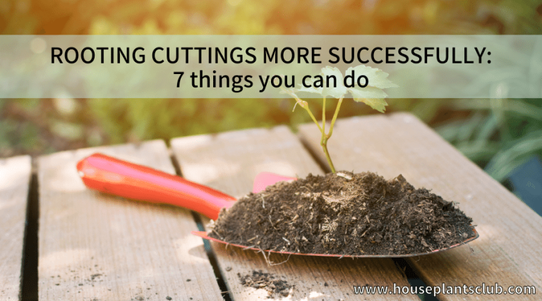 Rooting cuttings more successfully: 7 things you can do - houseplants club