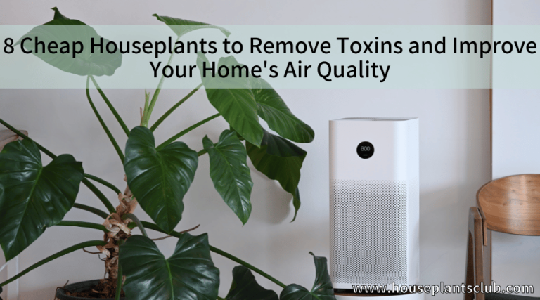 8 Cheap Houseplants to Remove Toxins and Improve Your Home's Air ...
