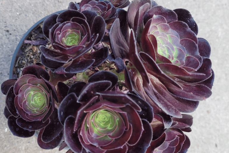 41 Stunning Types Of Purple Succulents (With Pictures) - houseplants club