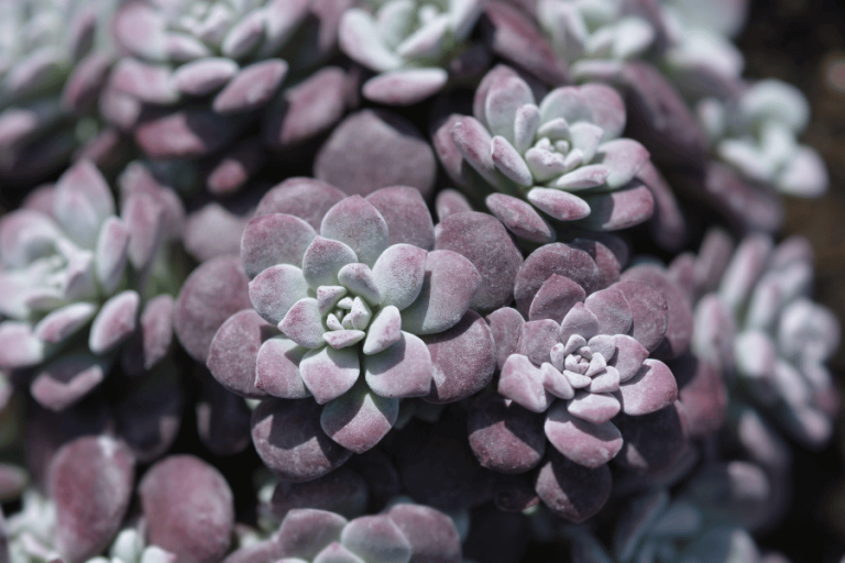 41 Stunning Types Of Purple Succulents (With Pictures) - houseplants club