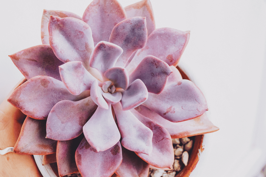 41 Stunning Types Of Purple Succulents (With Pictures) – House Plants Club