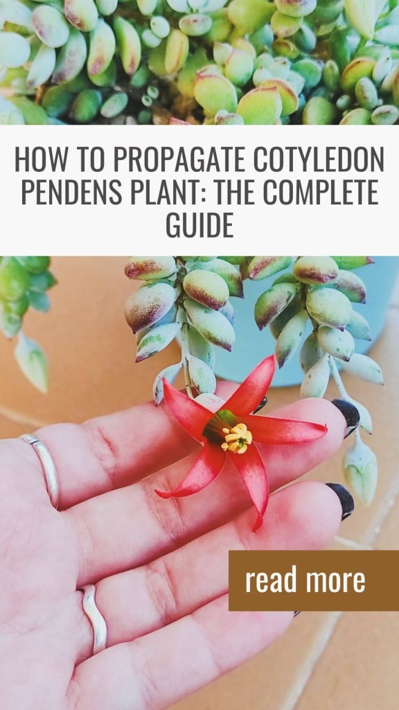 How to Propagate Cotyledon Pendens Plant: The Complete Guide ...