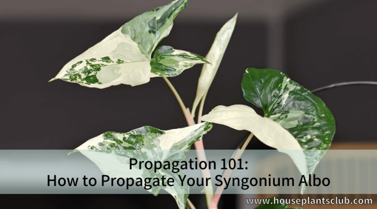 Propagation 101: How to Propagate Your Syngonium Albo - houseplants club