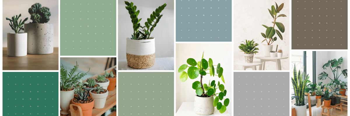 Home - houseplants club
