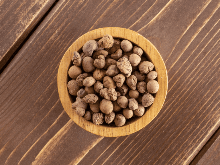 7 Best LECA Balls for Your Plants: Beginner LECA Guide - houseplants club